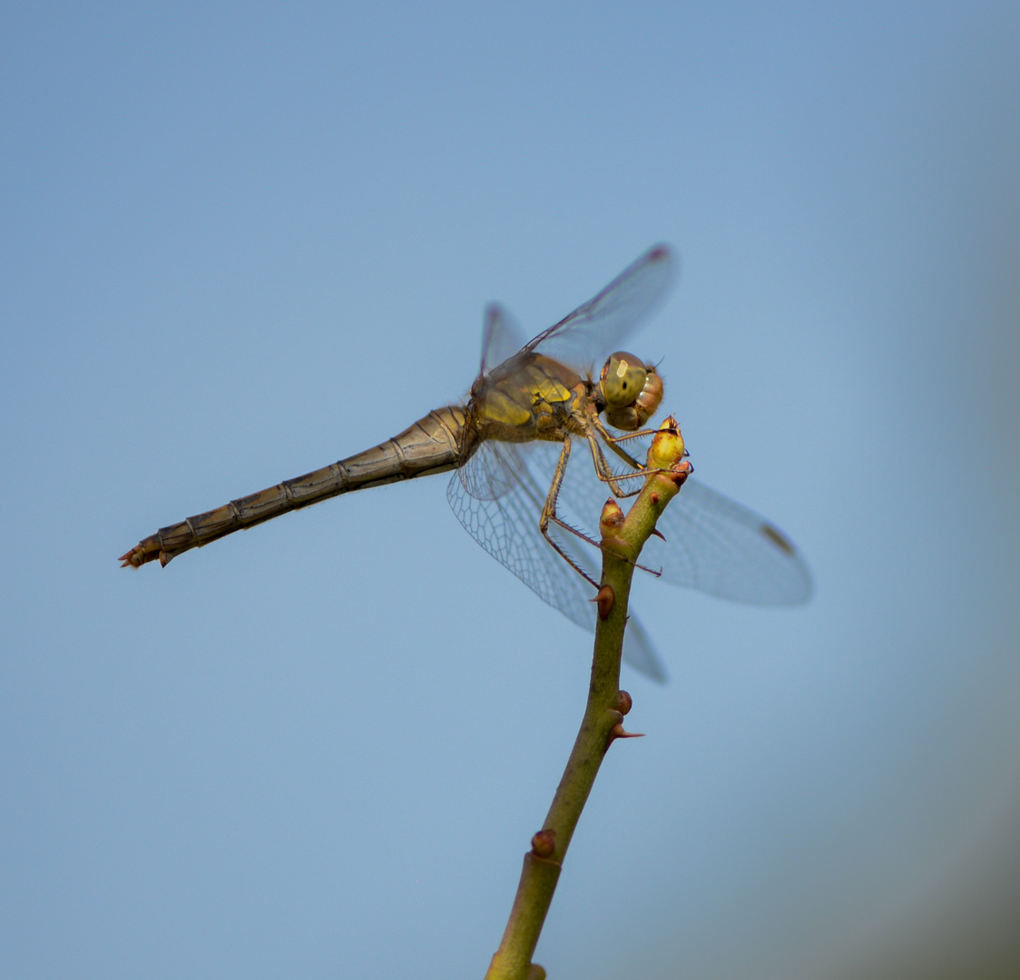 Libelle Foto & Bild | tiere, wildlife, insekten Bilder auf fotocommunity