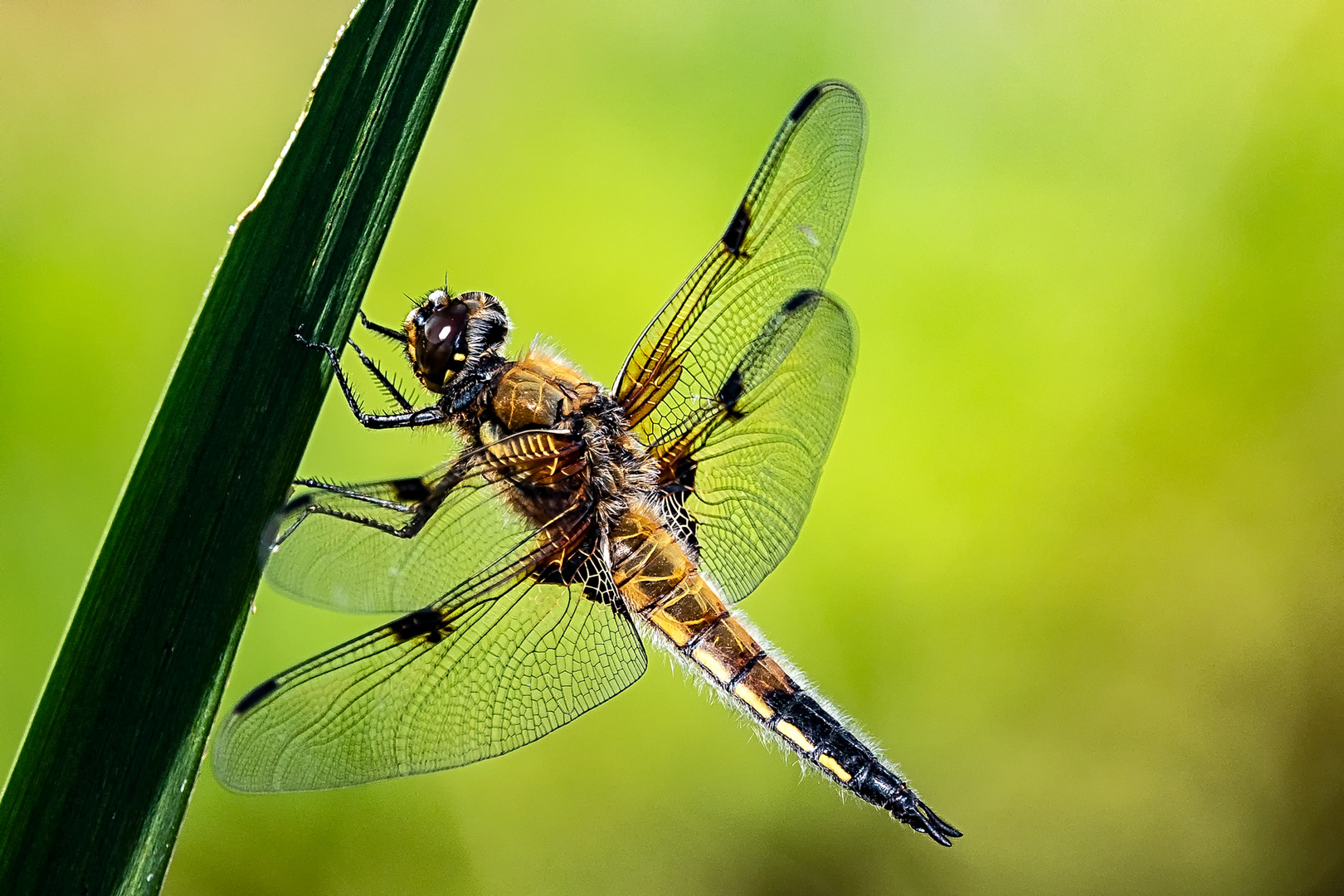 Libelle Foto & Bild | tiere, wildlife, libellen Bilder auf fotocommunity