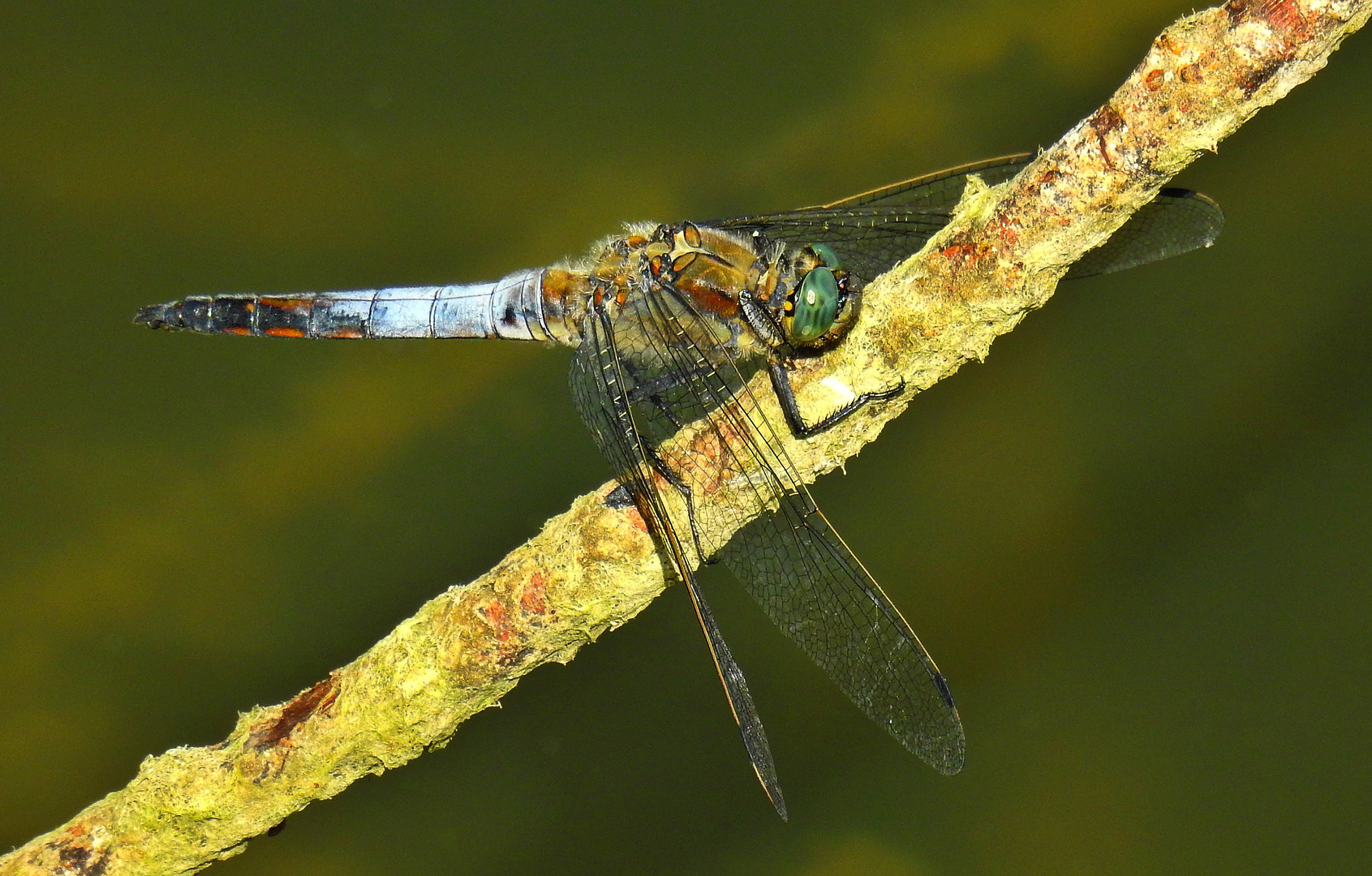 Libelle 6 Foto & Bild | tiere, wildlife, libellen Bilder auf fotocommunity