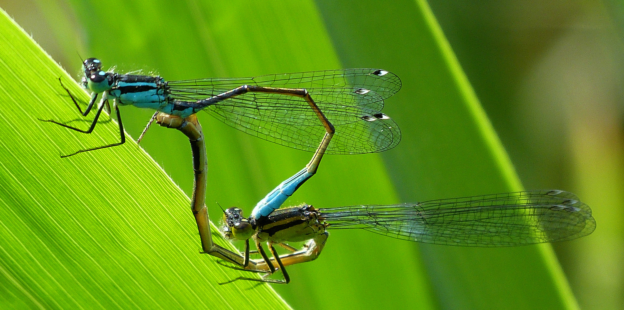 Libelle 6 Foto & Bild | tiere, wildlife, libellen Bilder auf fotocommunity