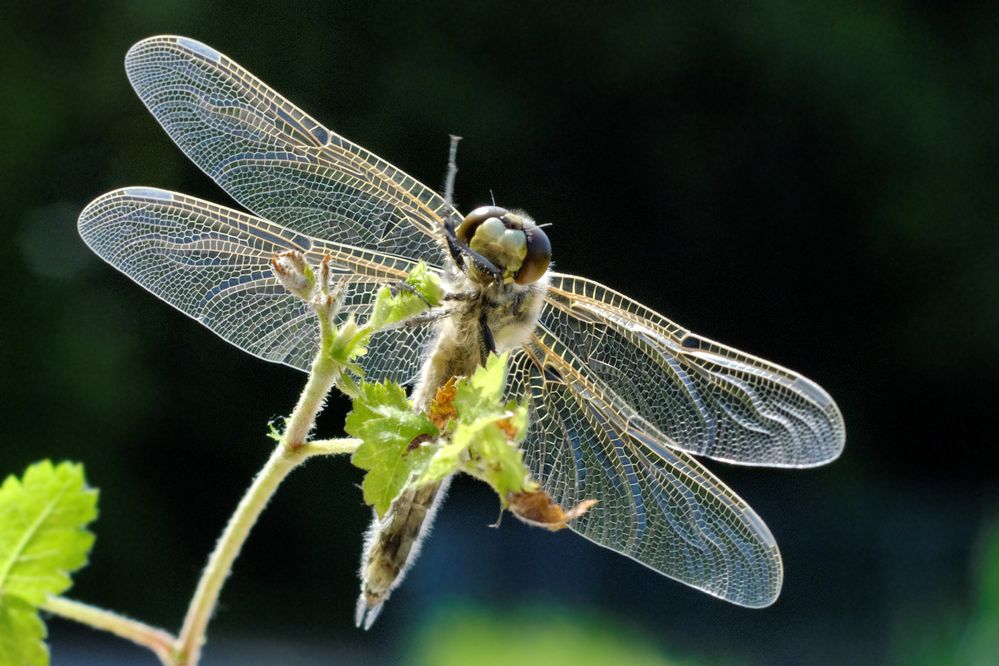Libelle - Bild & Foto von ChrisK86 aus Leichtigkeit - Fotografie ...
