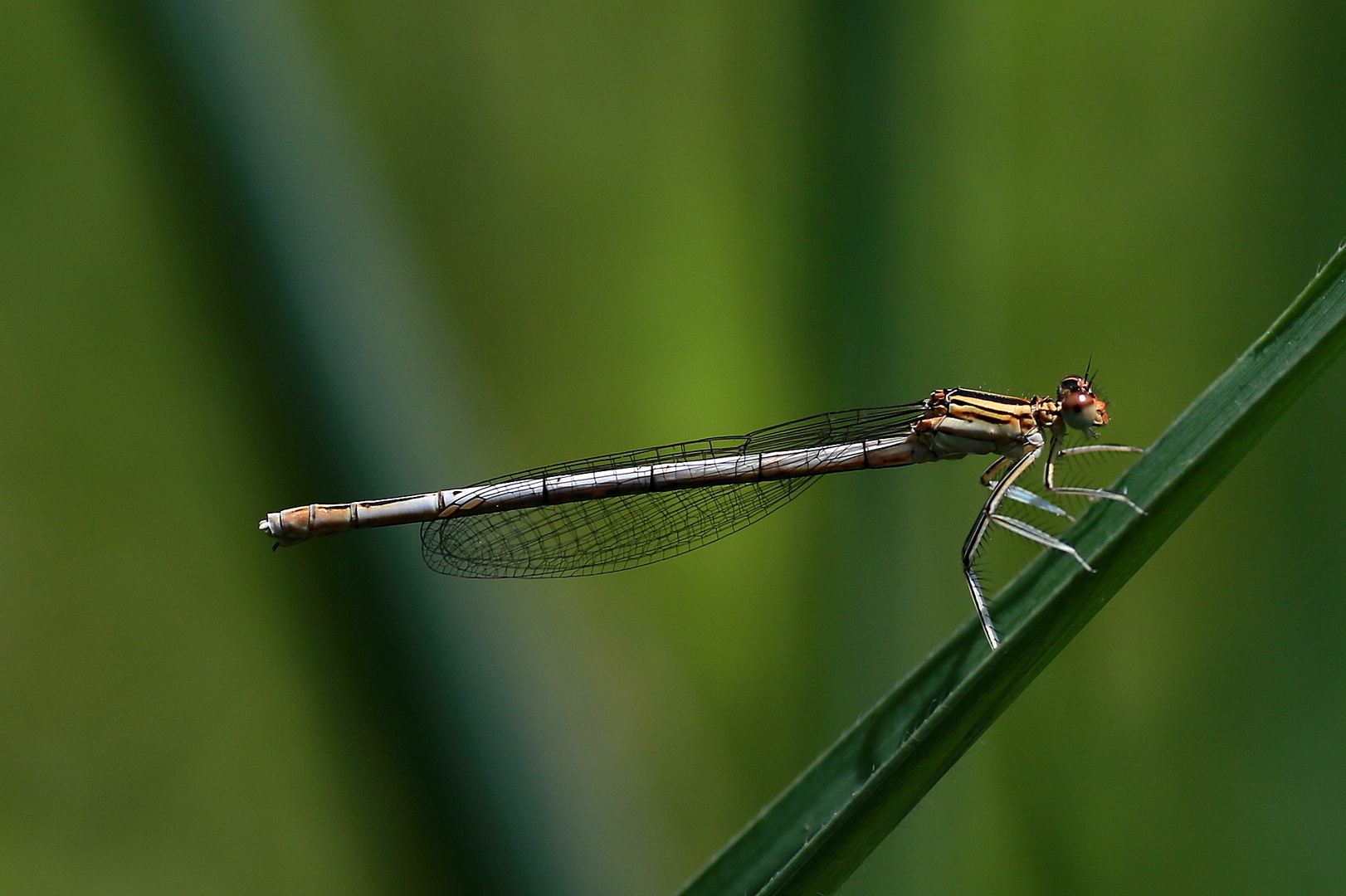 Libelle Foto & Bild | wasser, teich, natur Bilder auf fotocommunity