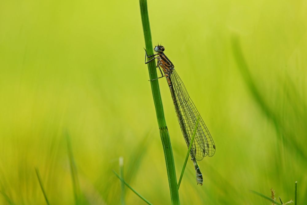Libelle Foto & Bild | natur Bilder auf fotocommunity