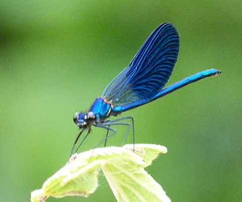 Libellen Bilder & Fotos