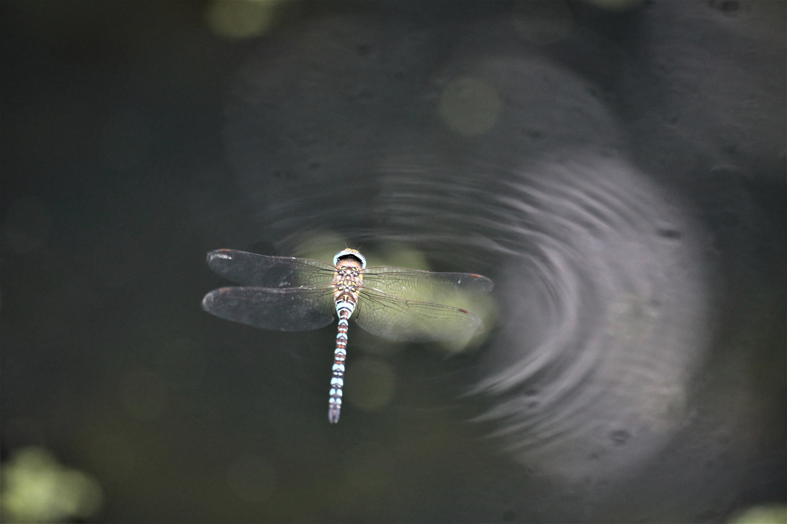 Libelle Foto & Bild | fotos, spezial, teich Bilder auf fotocommunity