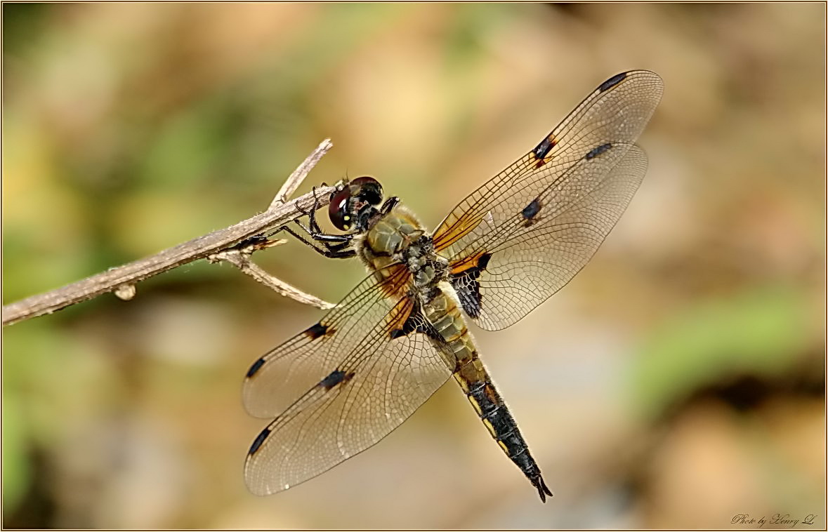 Libelle Foto & Bild | natur, libelle, wildlife Bilder auf fotocommunity