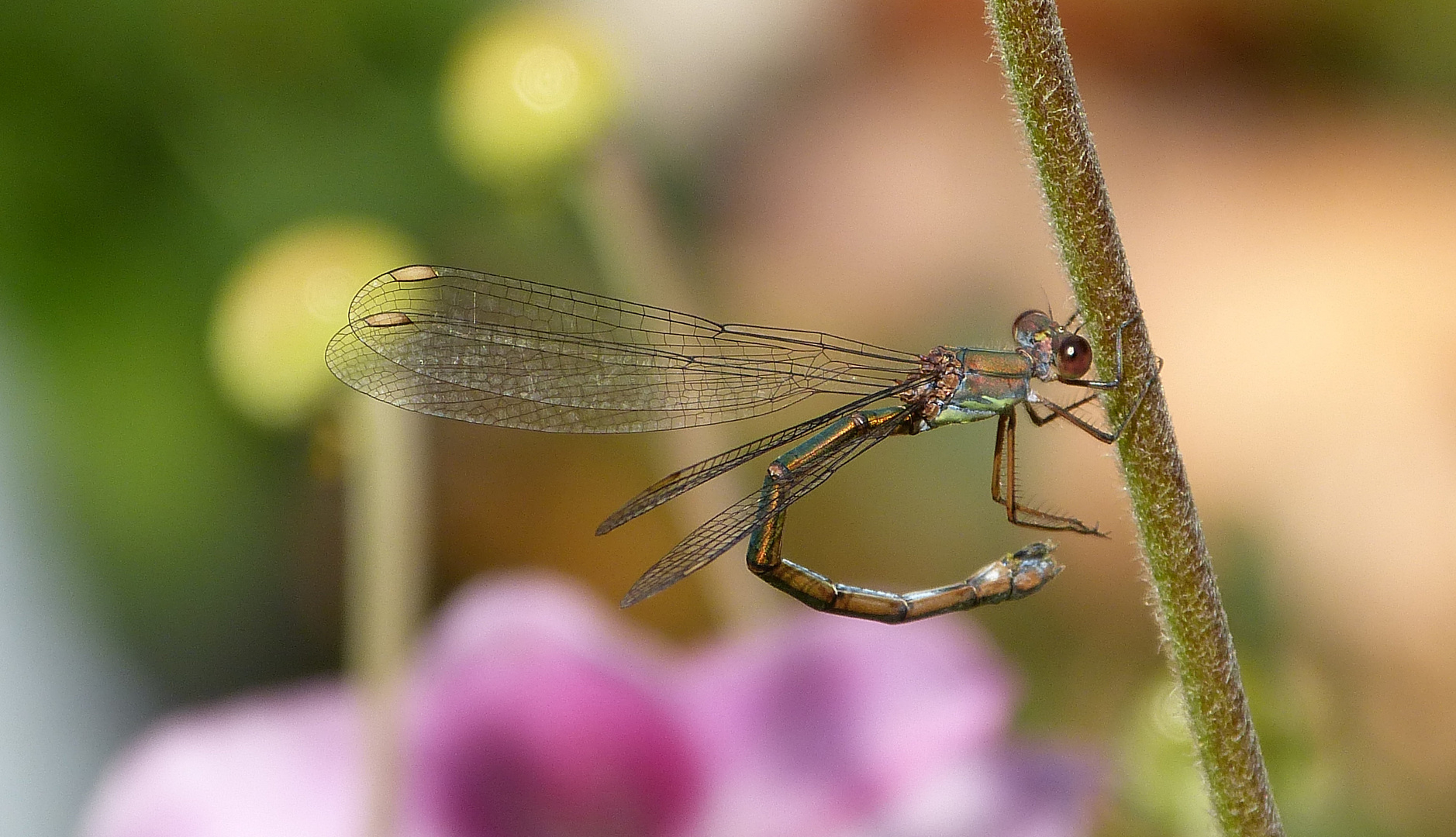 Libelle Foto & Bild | tiere, wildlife, libellen Bilder auf fotocommunity