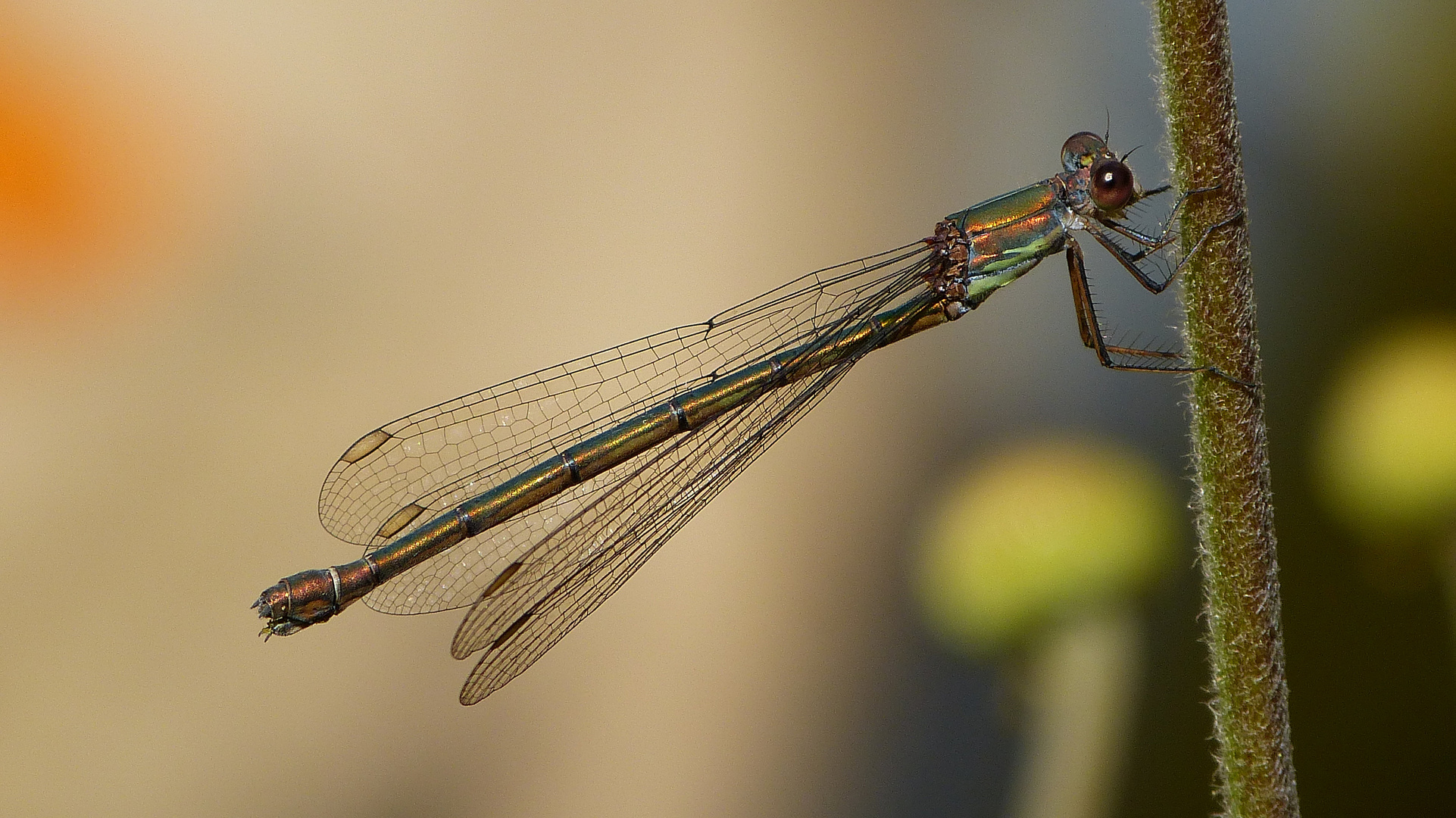 Libelle Foto & Bild | tiere, wildlife, libellen Bilder auf fotocommunity