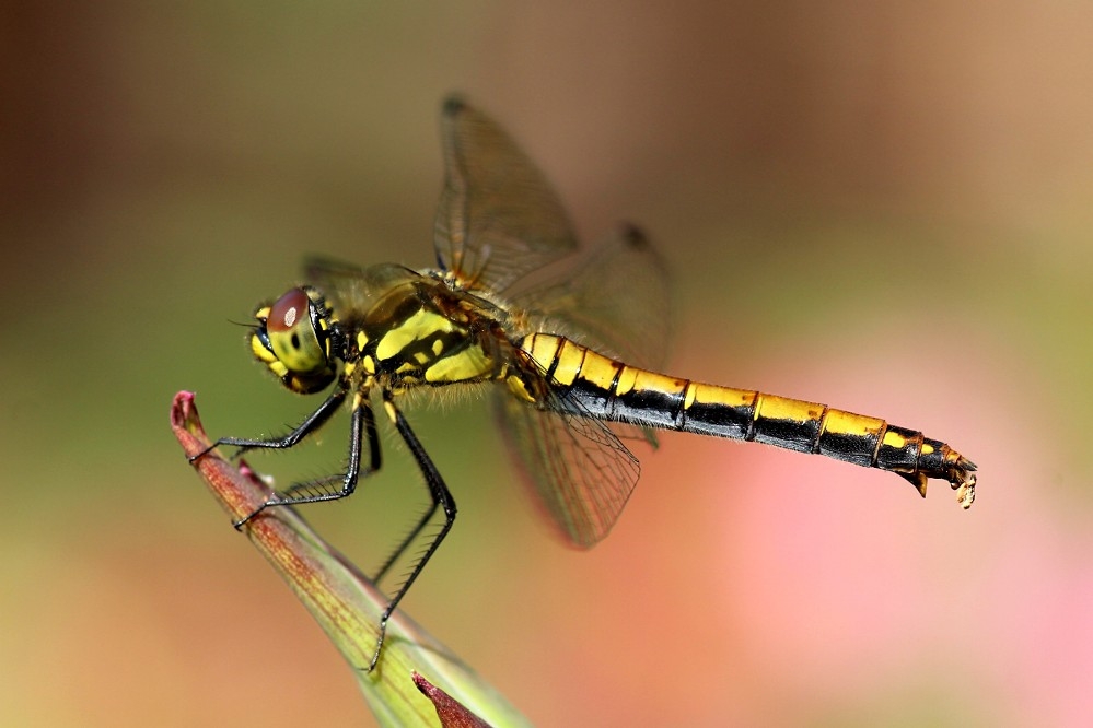 Libelle Foto & Bild | tiere, wildlife, libellen Bilder auf fotocommunity