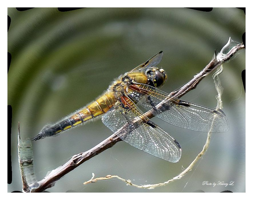 Libelle Foto & Bild | tiere, wildlife, libellen Bilder auf fotocommunity