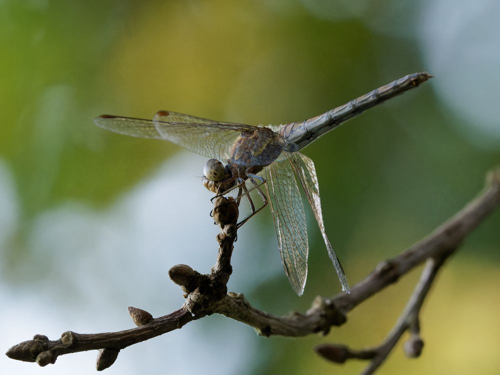 Libelle Foto & Bild | deutschland, europe, nordrhein- westfalen Bilder ...