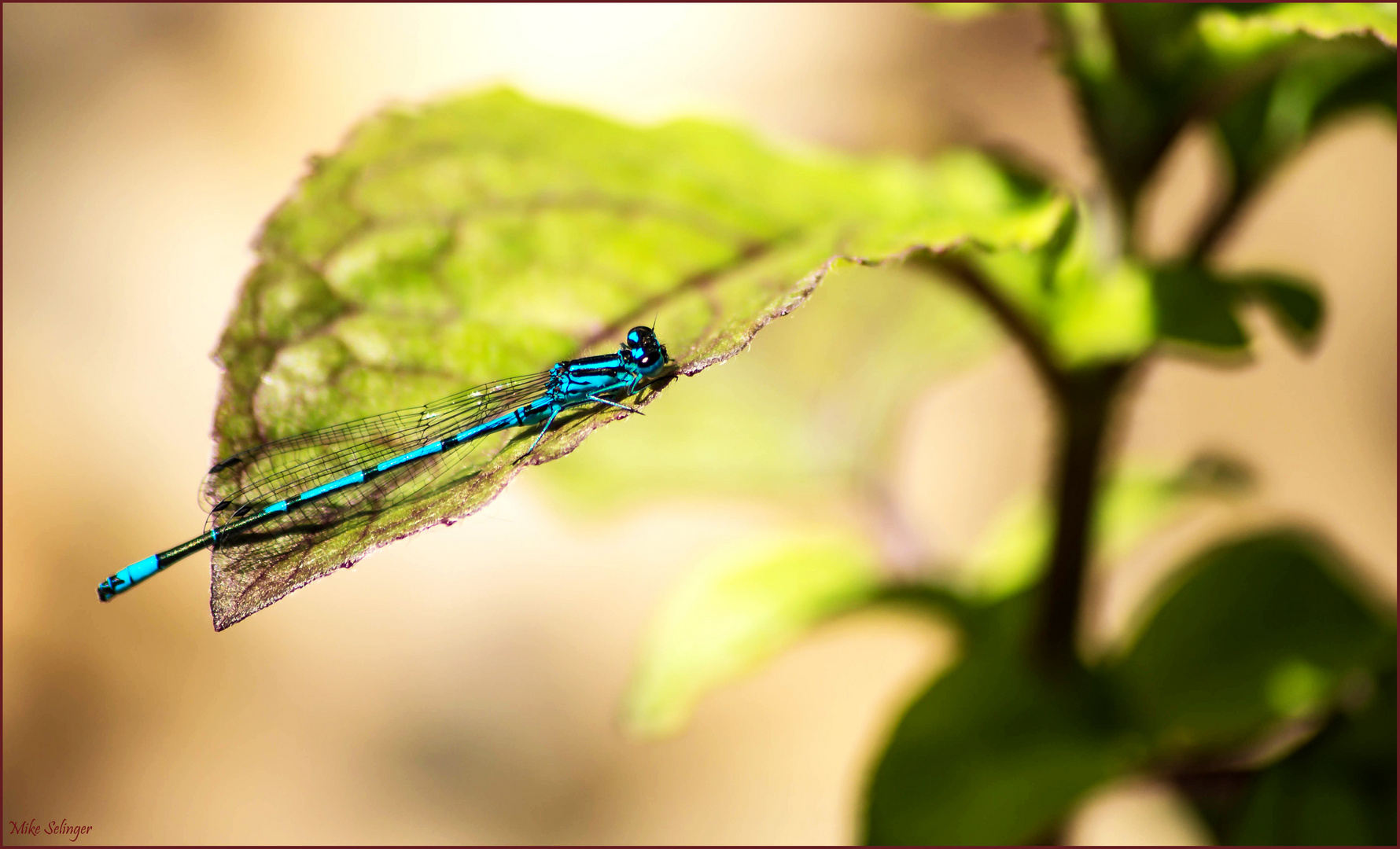 Libelle Foto & Bild | tiere, wildlife, libellen Bilder auf fotocommunity