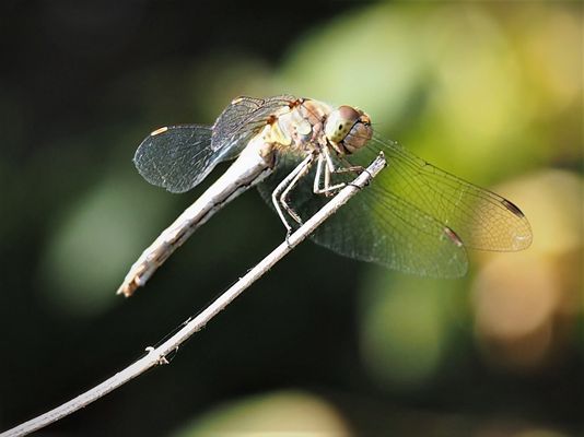 Libellen Bilder & Fotos