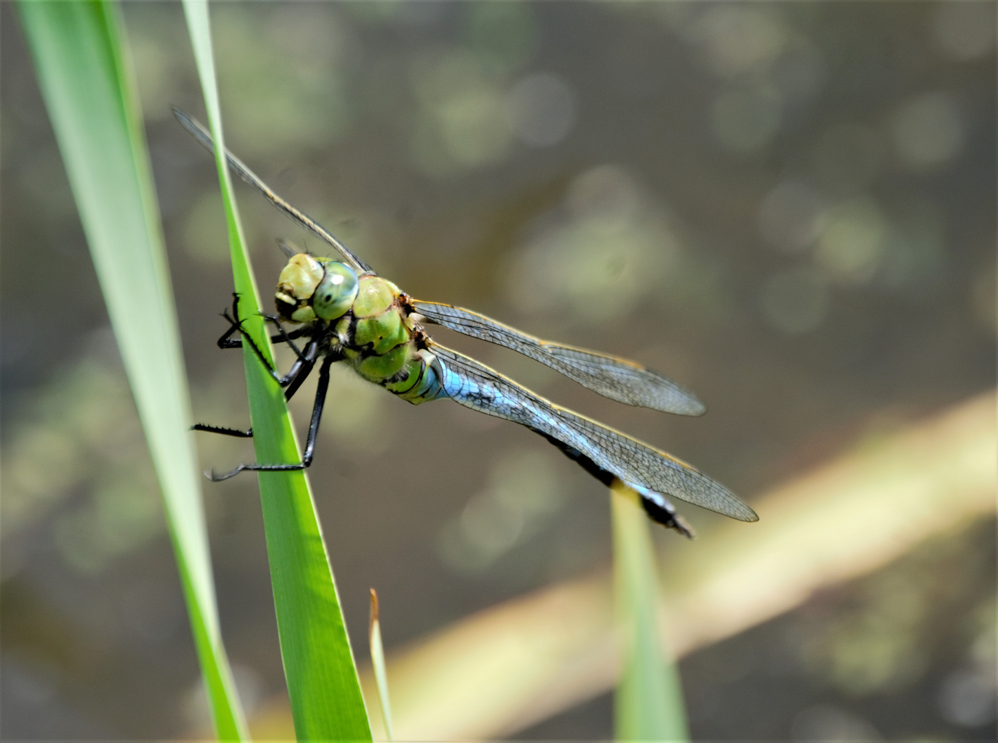 Libelle Foto & Bild | tiere, wildlife, libellen Bilder auf fotocommunity