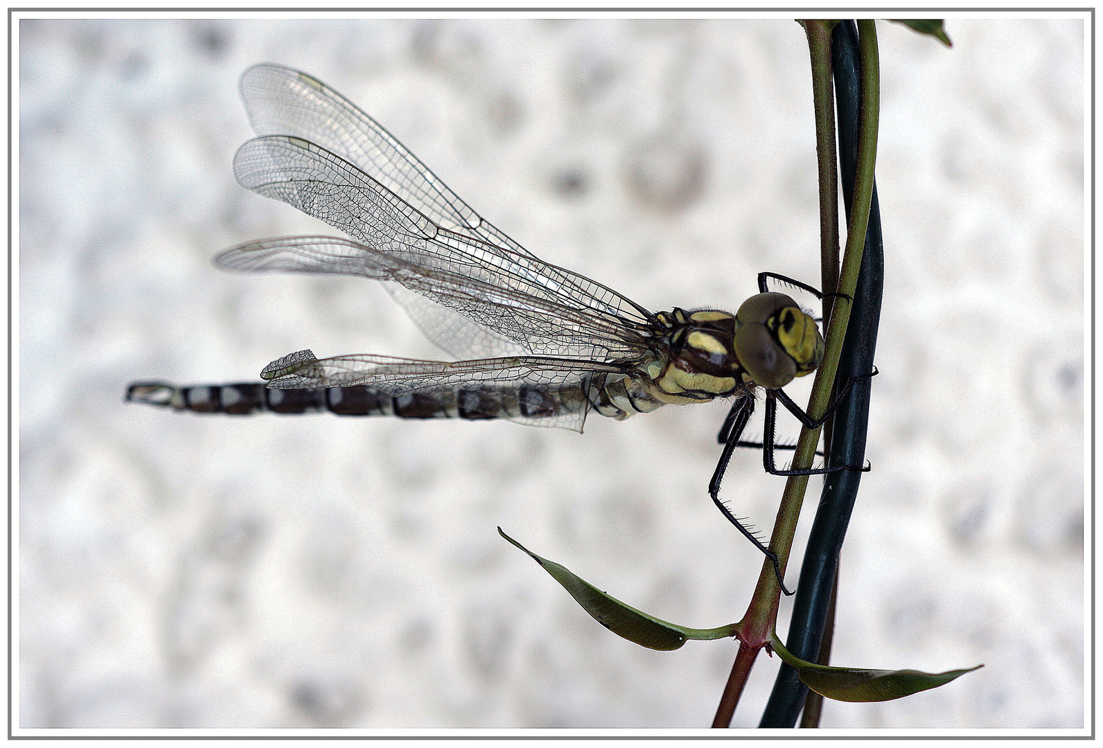 > Libelle Foto & Bild | tiere, wildlife, libellen Bilder auf fotocommunity