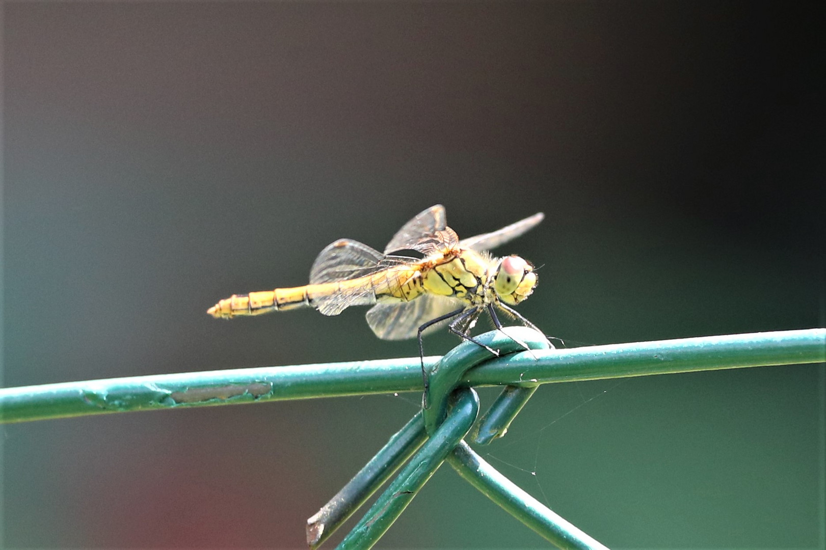 Libelle Foto & Bild | tiere, wildlife, libellen Bilder auf fotocommunity