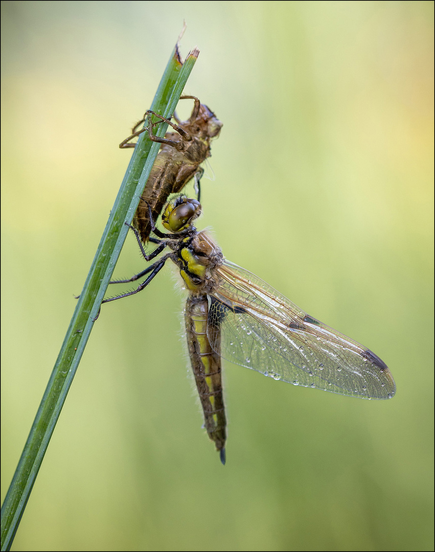 Libelle Foto & Bild | tiere, wildlife, libellen Bilder auf fotocommunity