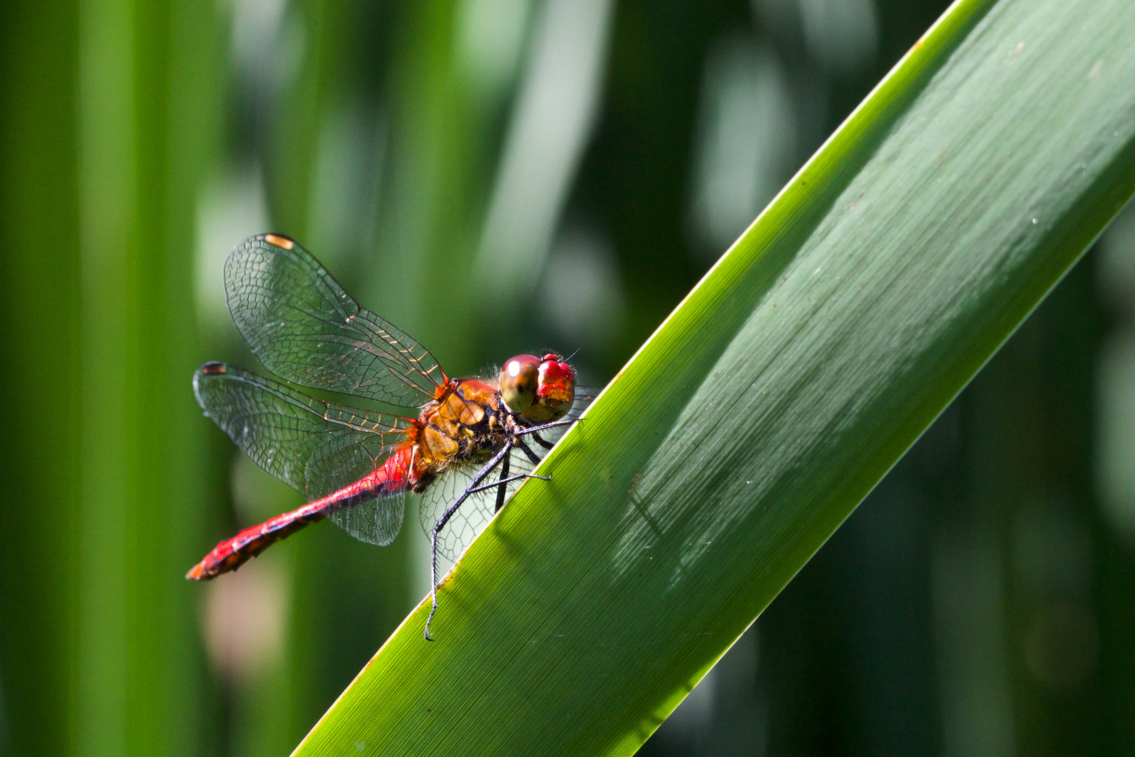 LIbelle Foto & Bild | tiere, wildlife, libellen Bilder auf fotocommunity