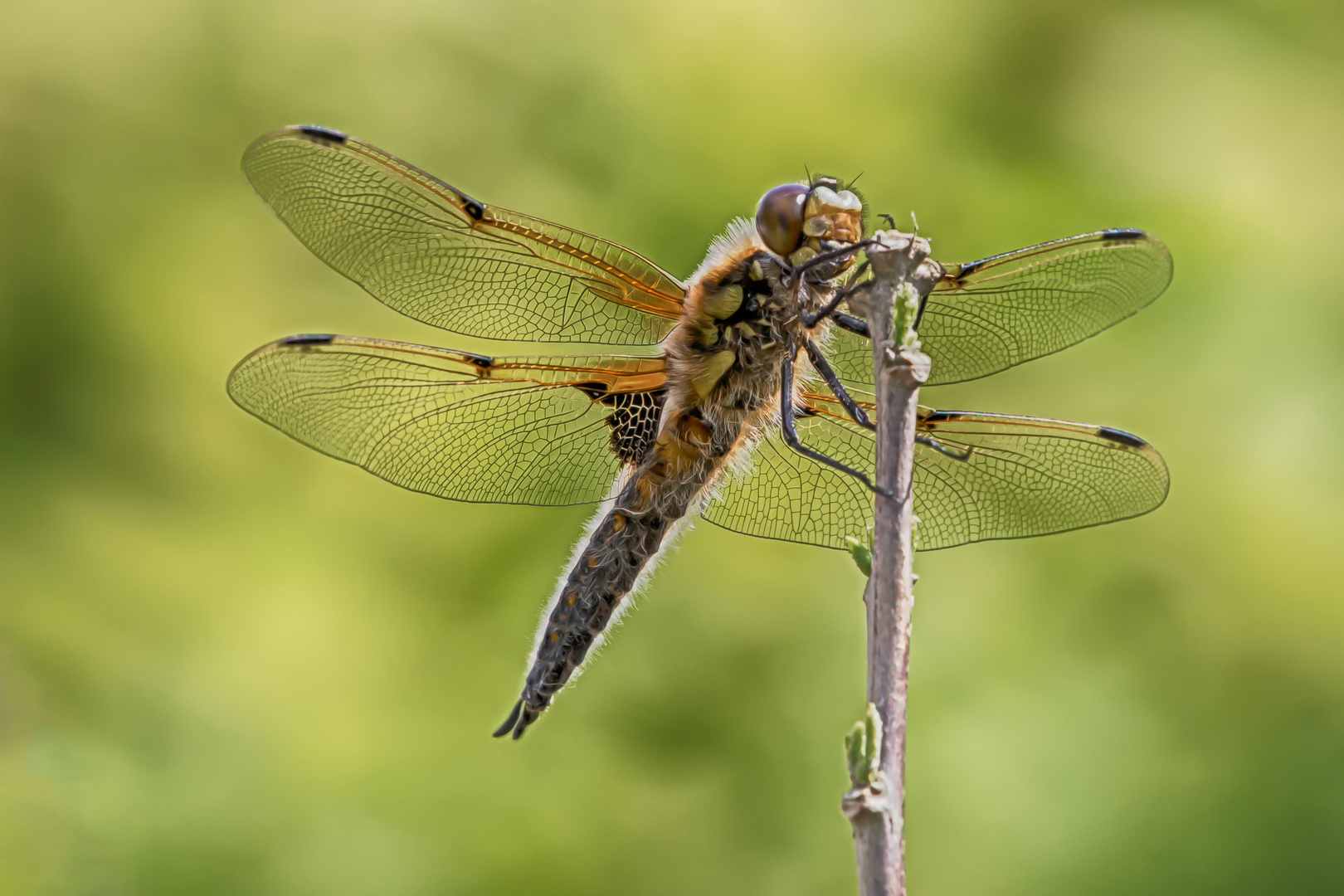 Libelle Foto & Bild | tiere, wildlife, libellen Bilder auf fotocommunity