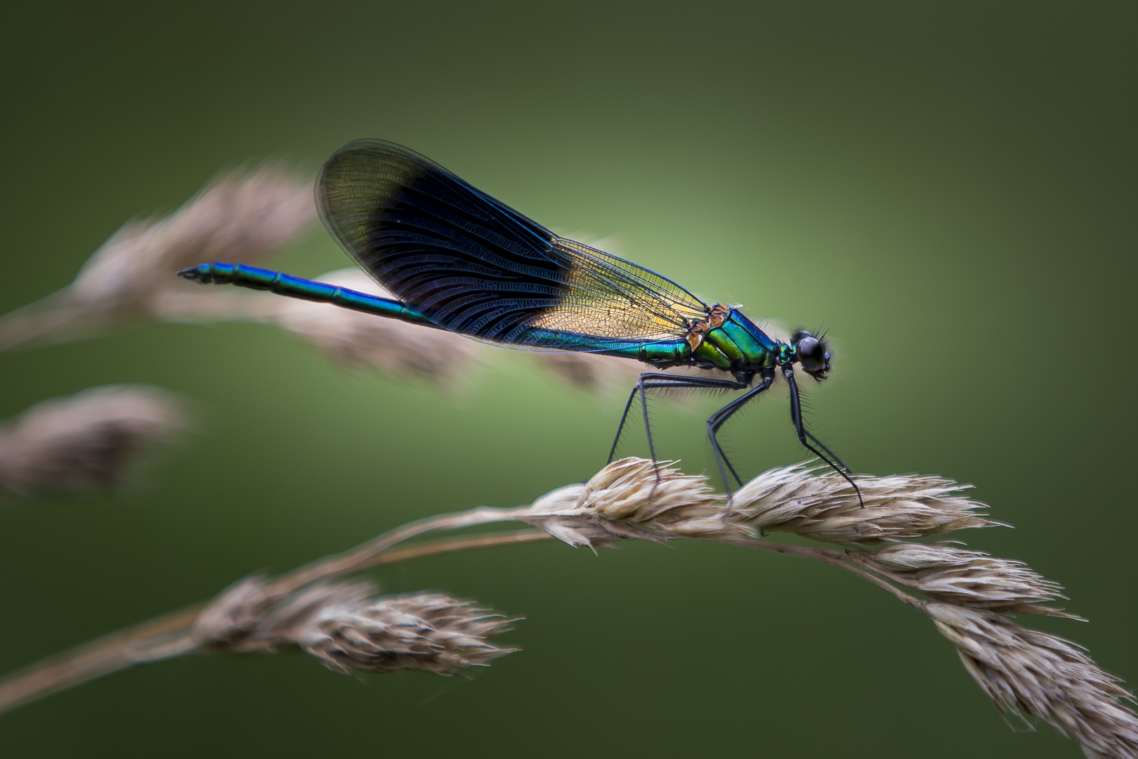 Libelle Foto & Bild | tiere, natur, rhein Bilder auf fotocommunity