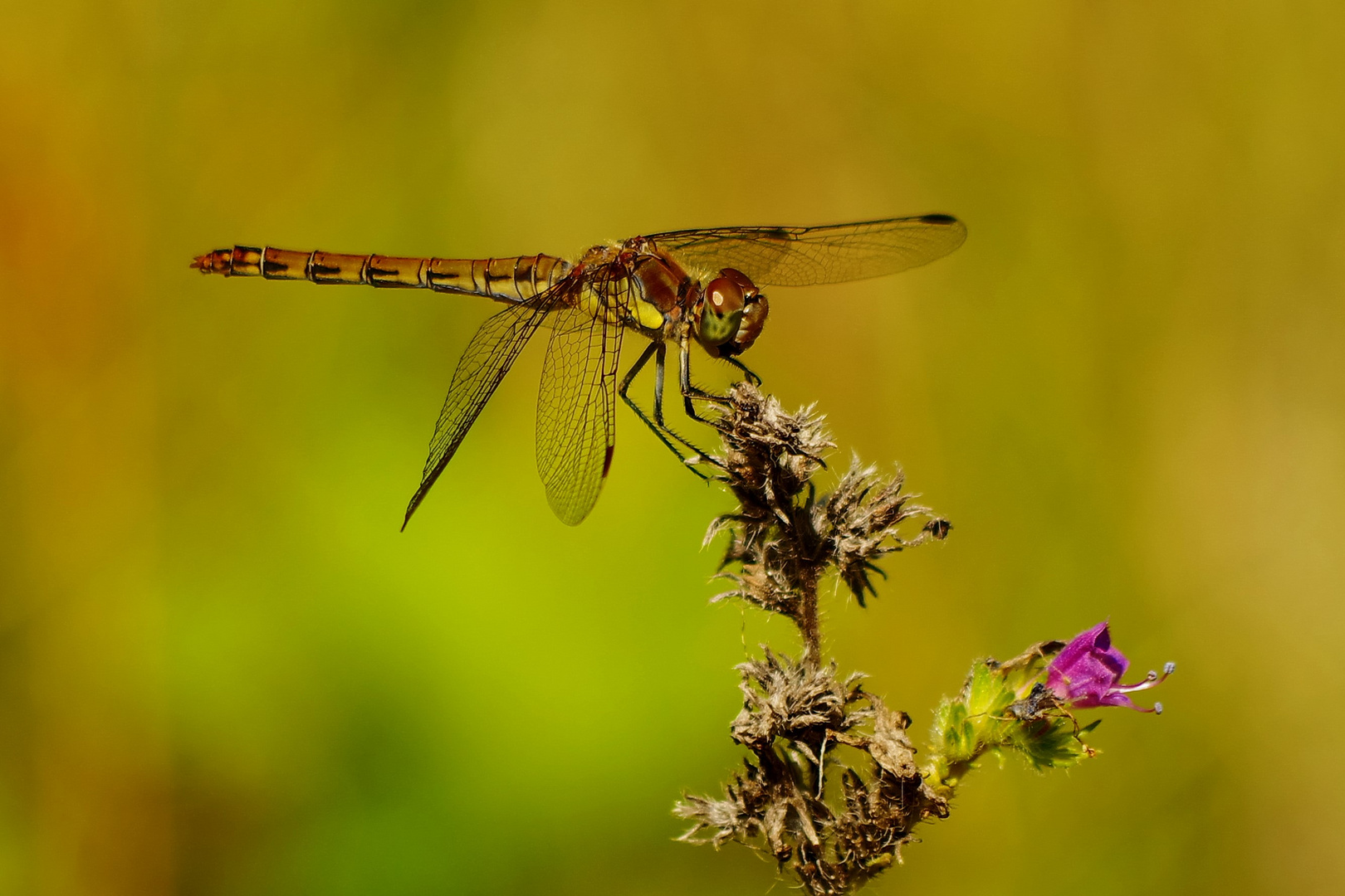 Libelle Foto & Bild | spezial, natur, insekten Bilder auf fotocommunity