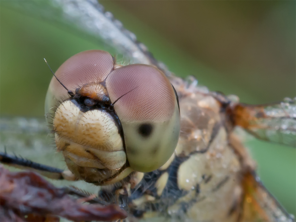 Libelle ~ Auge Foto & Bild | tiere, wildlife, libellen Bilder auf ...