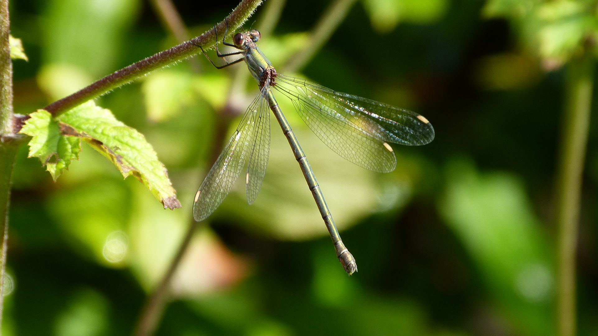 Libelle Foto & Bild | tiere, wildlife, libellen Bilder auf fotocommunity