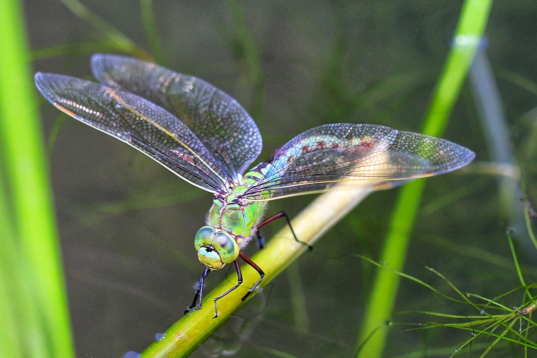 Libelle Foto & Bild | tiere, wildlife, libellen Bilder auf fotocommunity