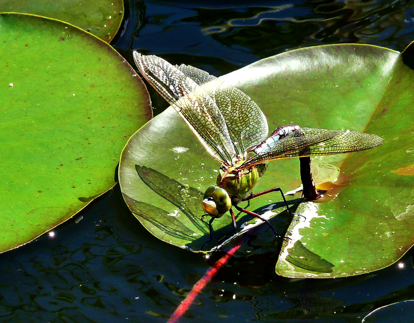 Libelle Foto & Bild | tiere, wildlife, libellen Bilder auf fotocommunity