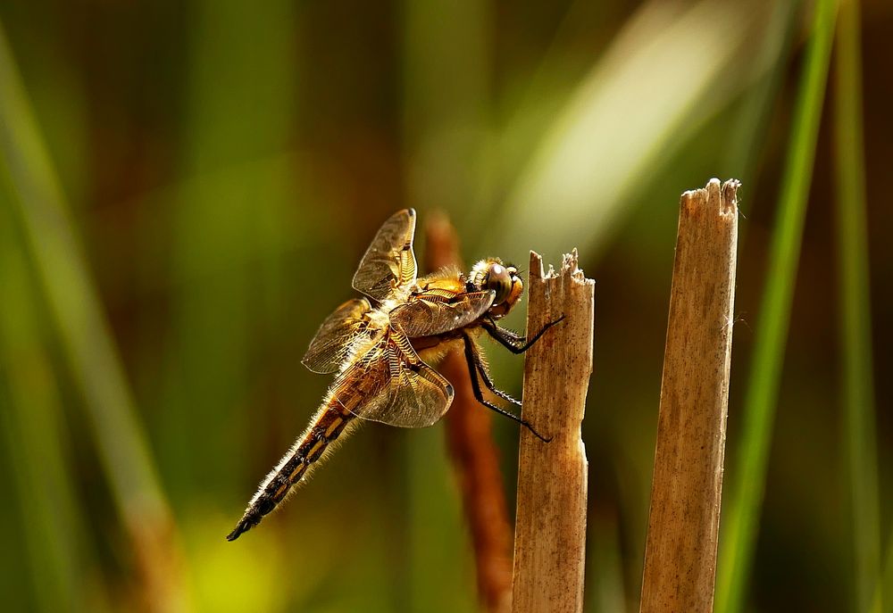 Libelle Foto & Bild | makro, natur, insekten Bilder auf fotocommunity