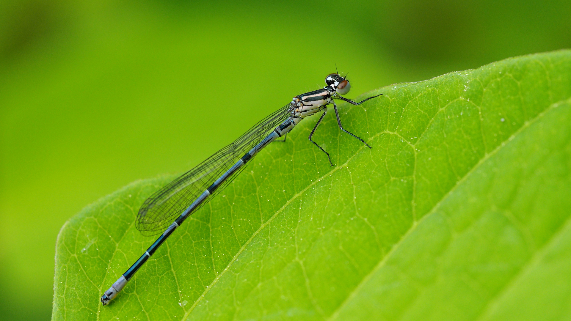 Libelle Foto & Bild | makro, natur, insekten Bilder auf fotocommunity