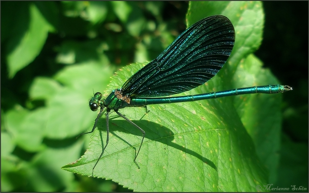 *Libelle* Foto & Bild | tiere, wildlife, libellen Bilder auf fotocommunity