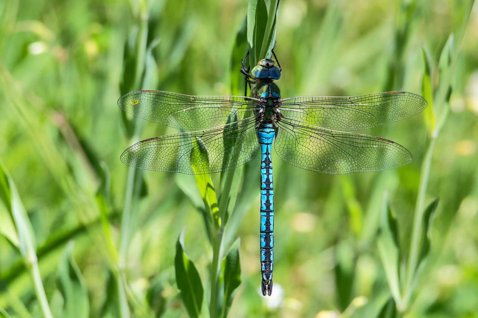 Libelle Foto & Bild | tiere, wildlife, libellen Bilder auf fotocommunity