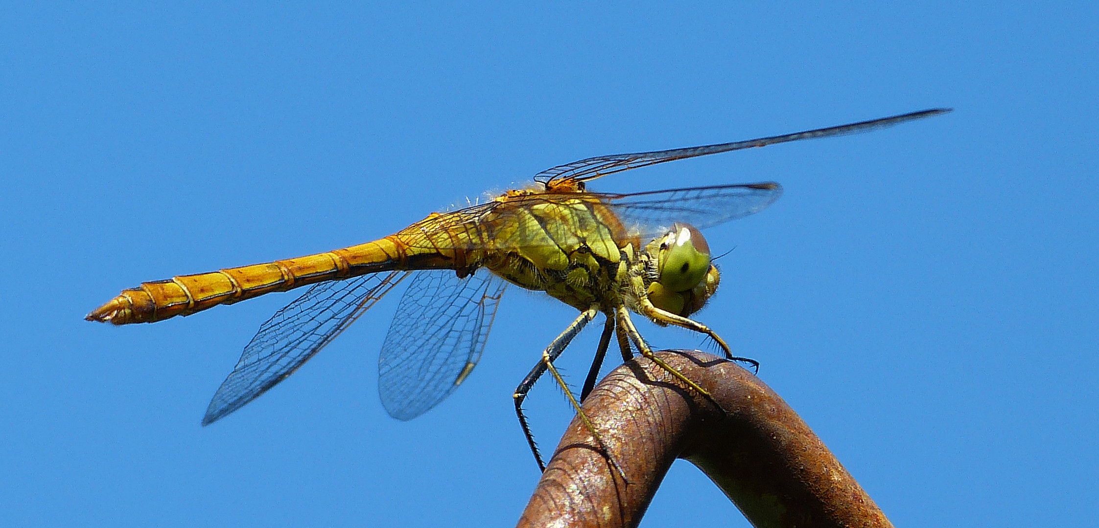Libelle Foto & Bild | tiere, wildlife, libellen Bilder auf fotocommunity