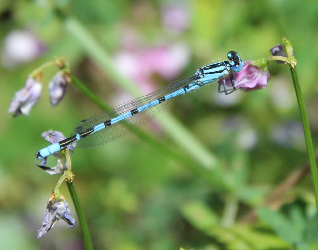Libelle Foto & Bild | insekten, natur, tiere Bilder auf fotocommunity
