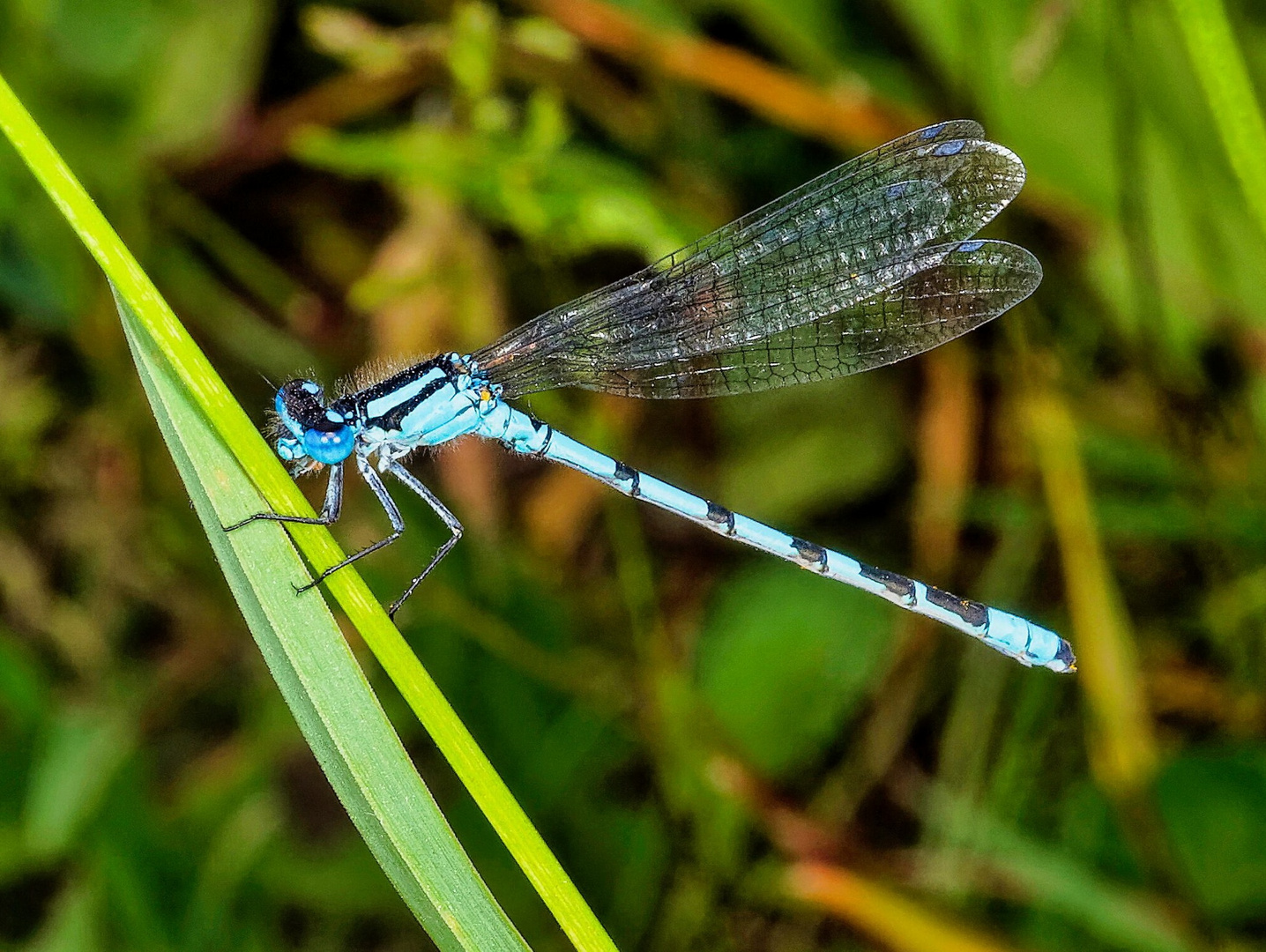 Libelle Foto & Bild | tiere, wildlife, libellen Bilder auf fotocommunity