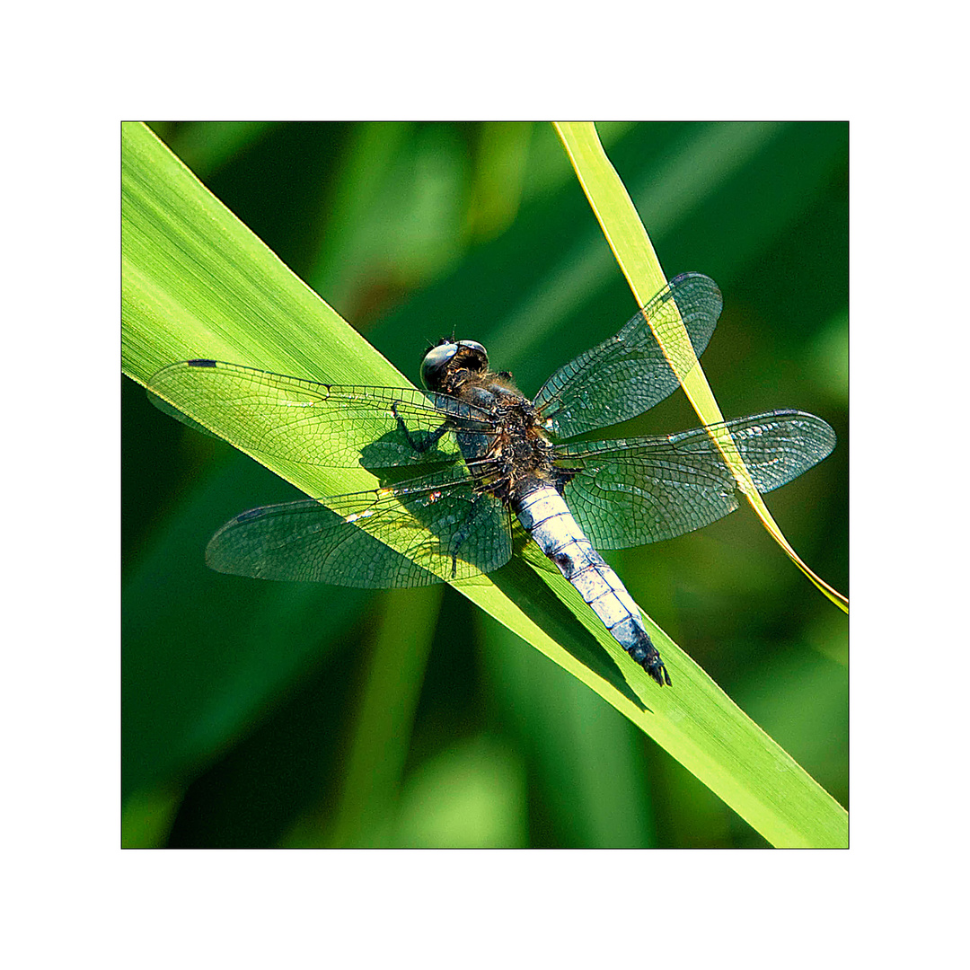 Libelle Foto & Bild | tiere, wildlife, libellen Bilder auf fotocommunity