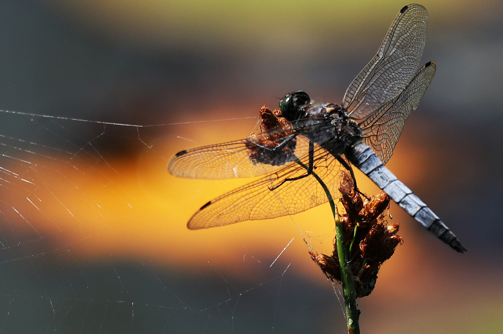 Libelle Foto & Bild | tiere, wildlife, libellen Bilder auf fotocommunity
