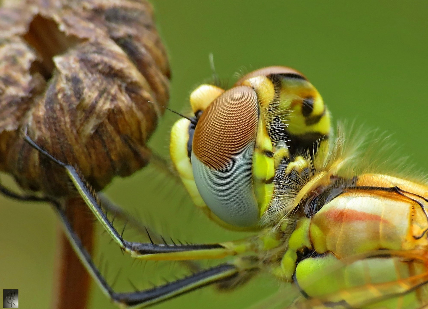 Libelle.... Foto & Bild | tiere, wildlife, libellen Bilder auf ...