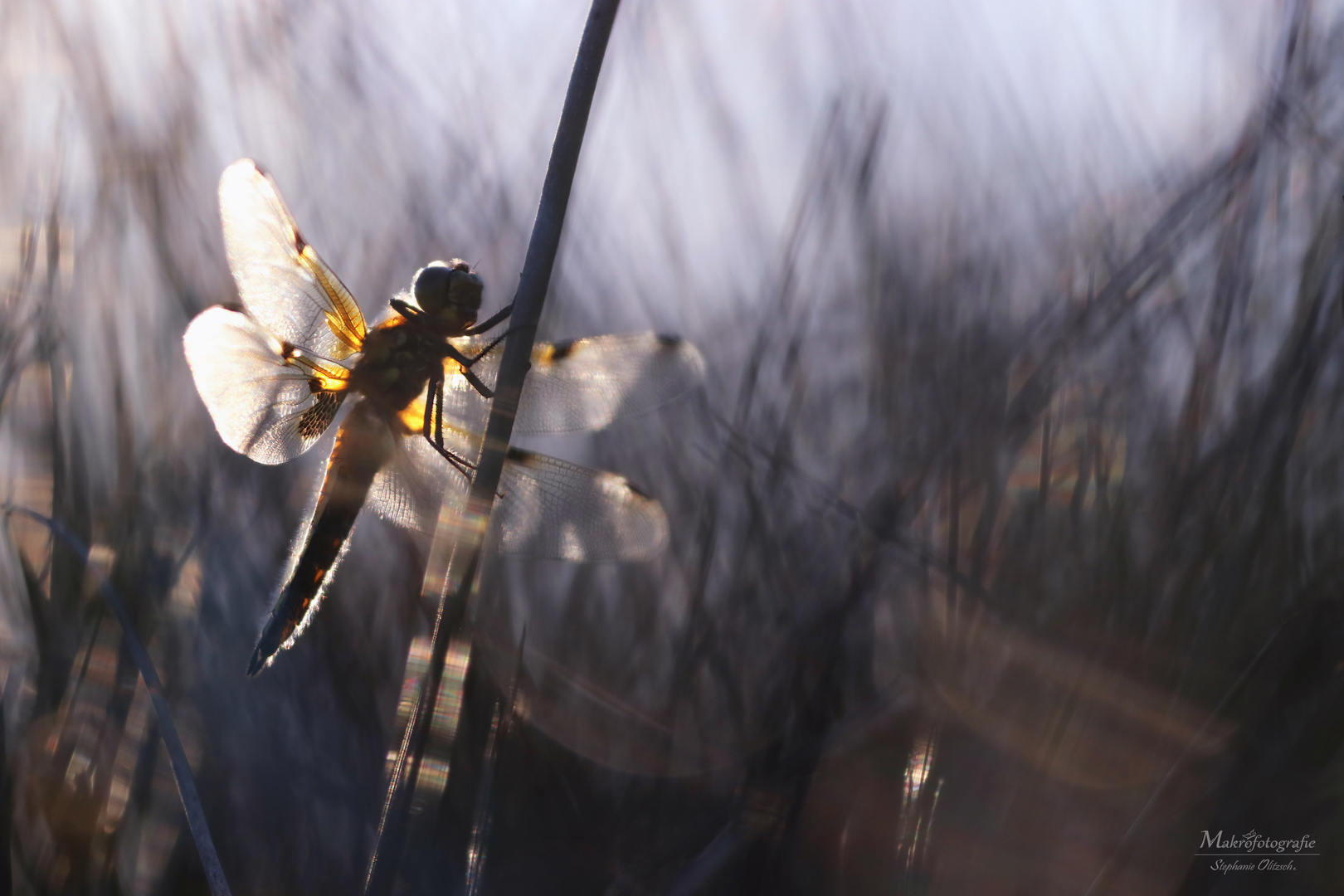 Libelle Foto & Bild | fotos, canon, sunset Bilder auf fotocommunity