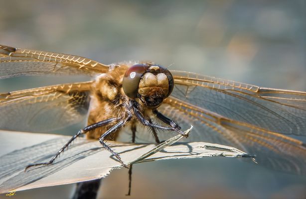 Libellen Bilder & Fotos