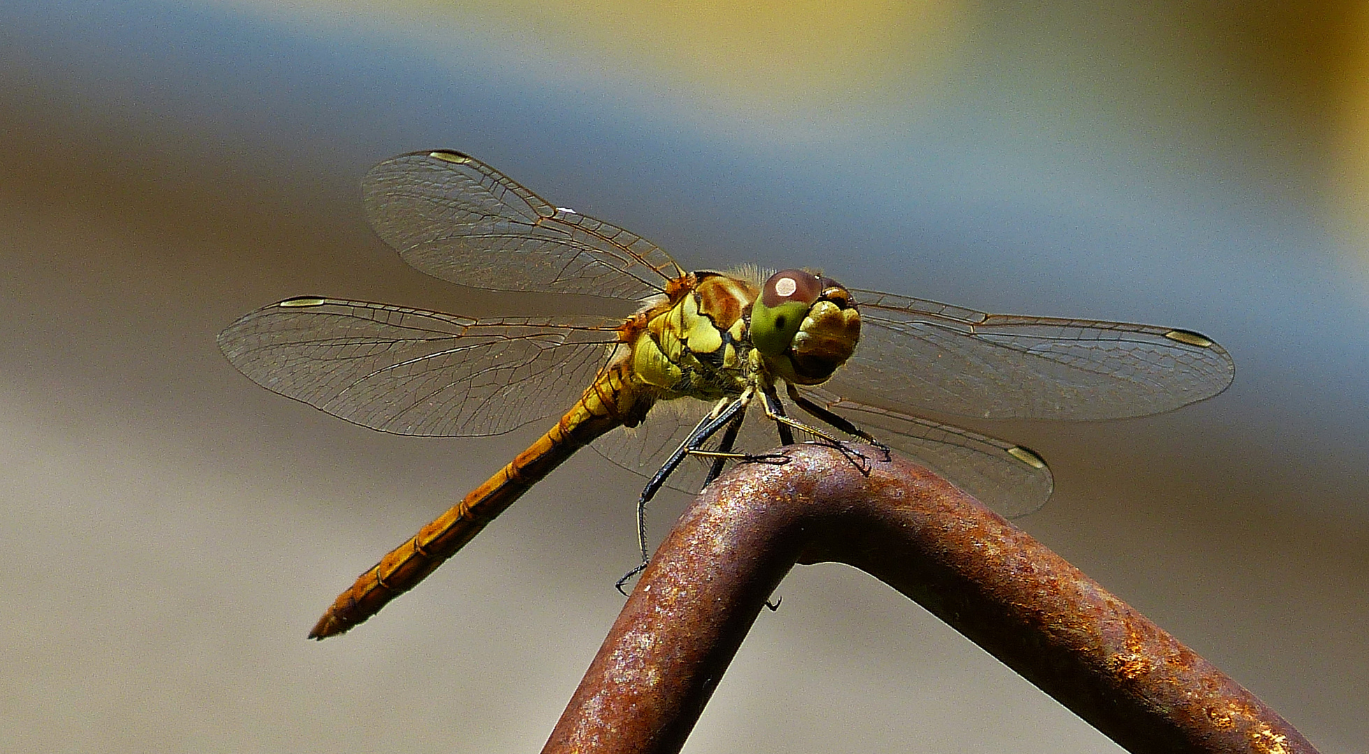 Libelle Foto & Bild | tiere, wildlife, libellen Bilder auf fotocommunity
