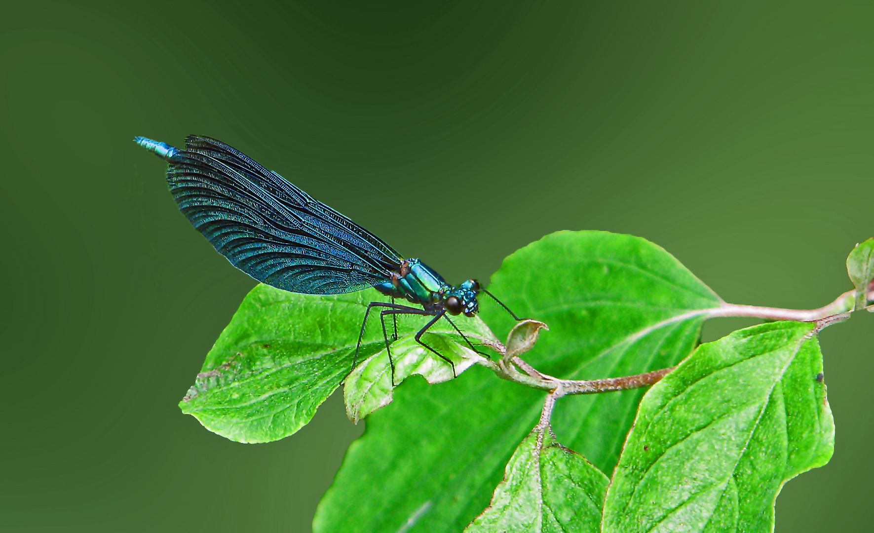 Libelle Foto & Bild | tiere, wildlife, libellen Bilder auf fotocommunity