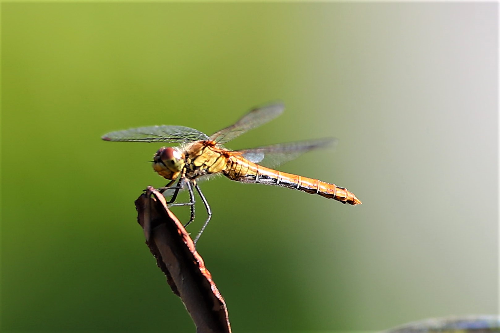 Libelle Foto & Bild | tiere, wildlife, wildlife in der stadt Bilder auf ...