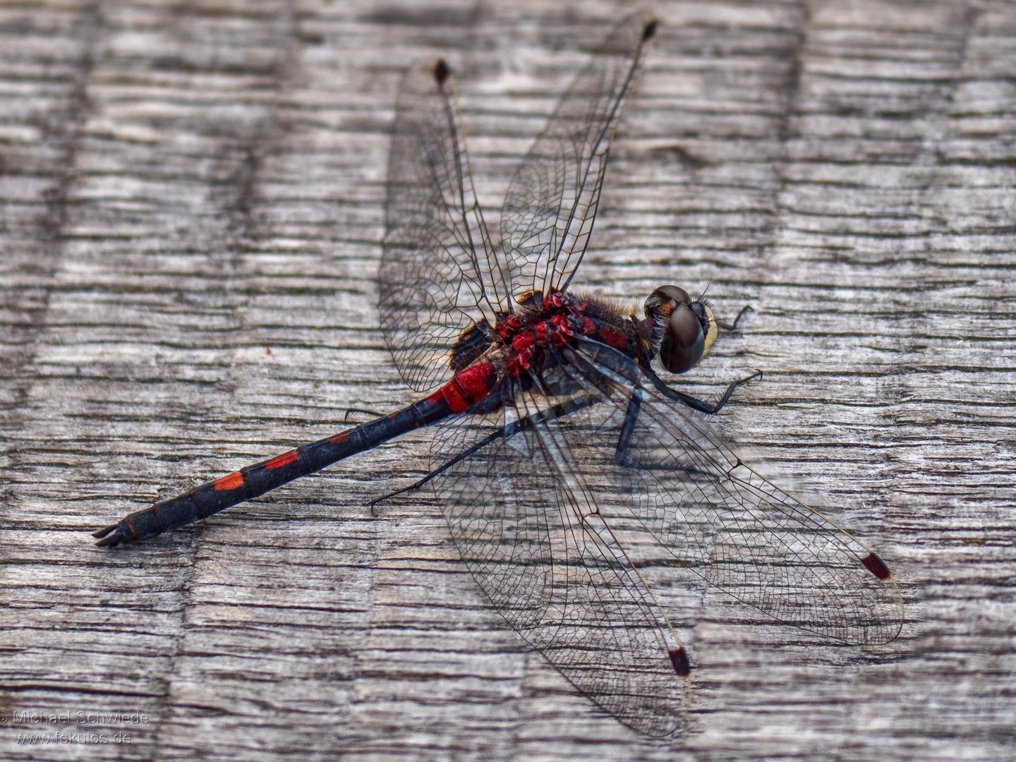 Libelle im Moor Foto & Bild | tiere, wildlife, libellen Bilder auf ...