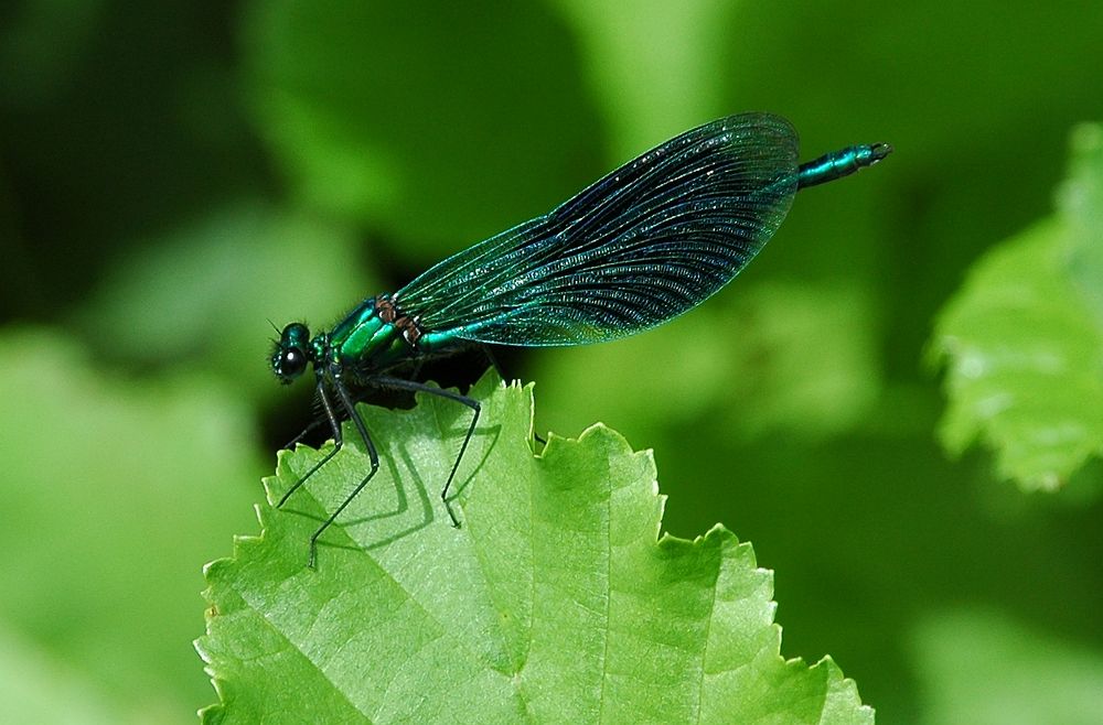 Libelle in grün Foto & Bild | tiere, wildlife, libellen Bilder auf ...