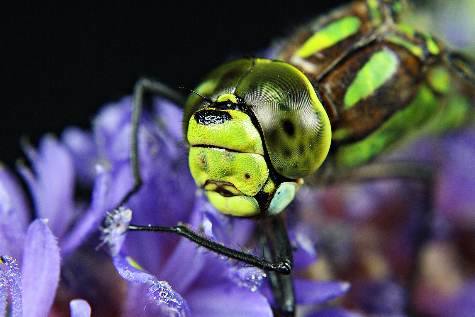 Libelle, Kopf, Augen Foto & Bild | tiere, wildlife, libellen Bilder auf ...