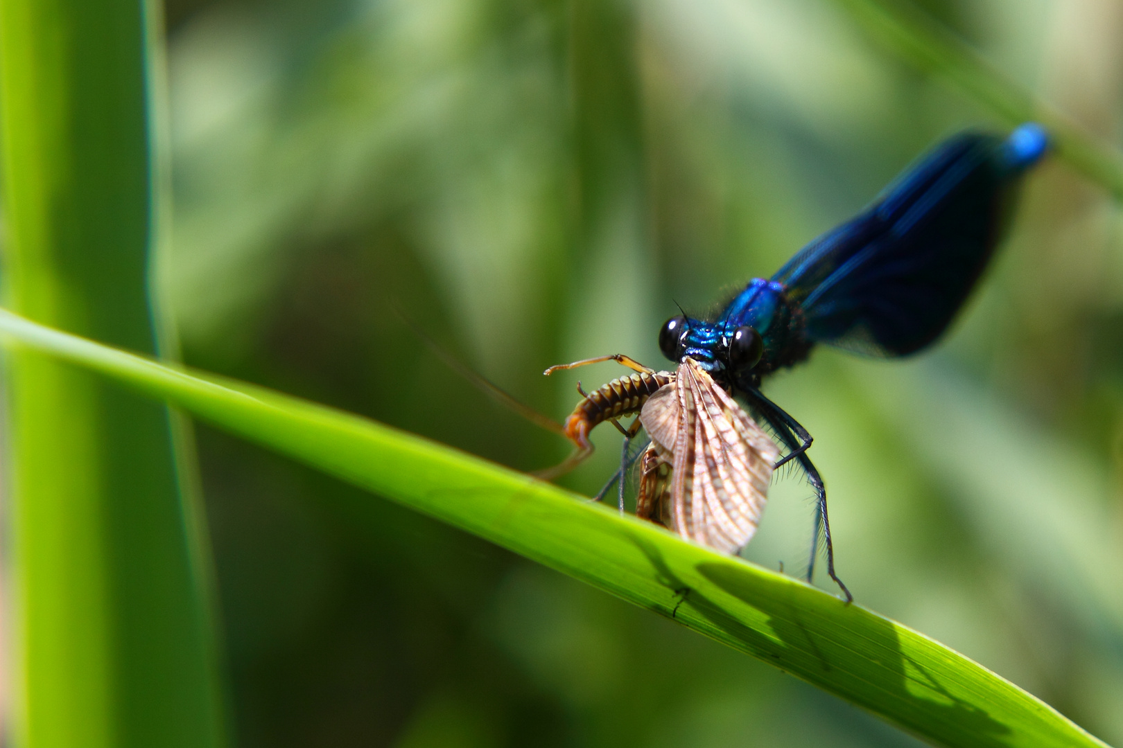 Libelle mit Beute Foto & Bild | tiere, wildlife, libellen Bilder auf ...