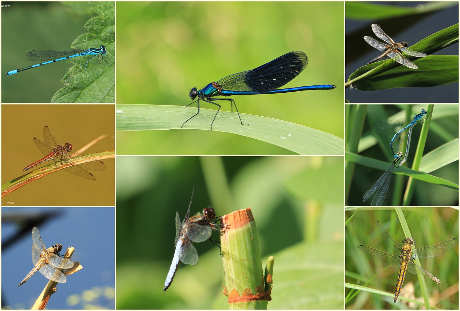 - Libellen - Foto & Bild | tiere, wildlife, libellen Bilder auf ...