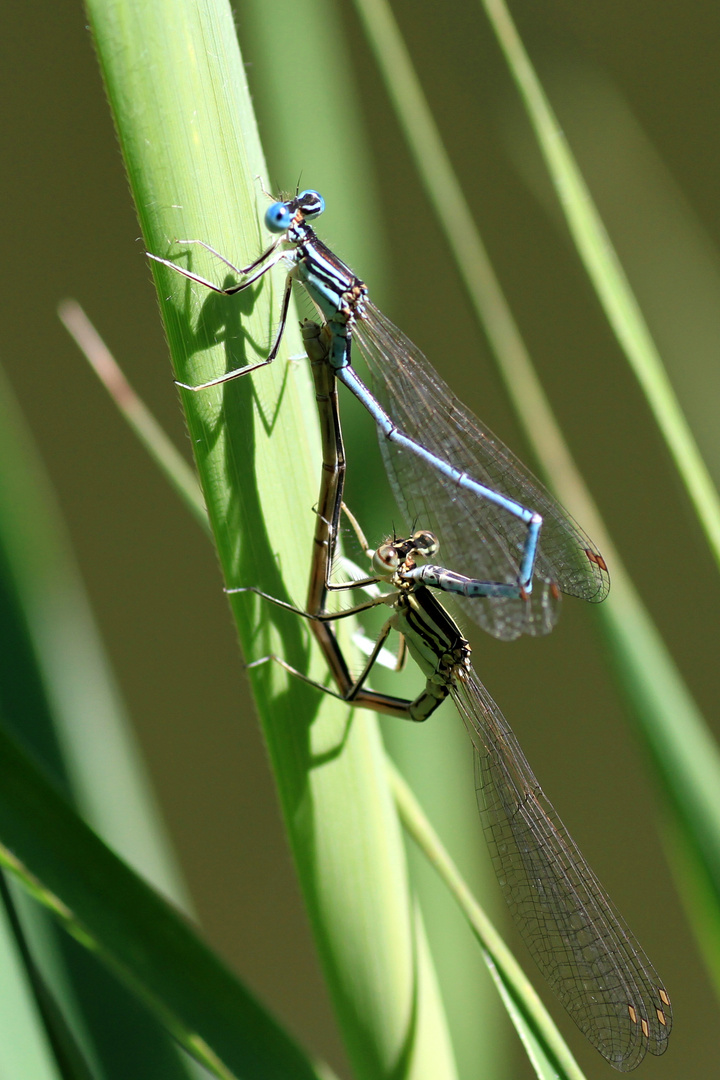 Libellen Foto & Bild | tiere, wildlife, libellen Bilder auf fotocommunity